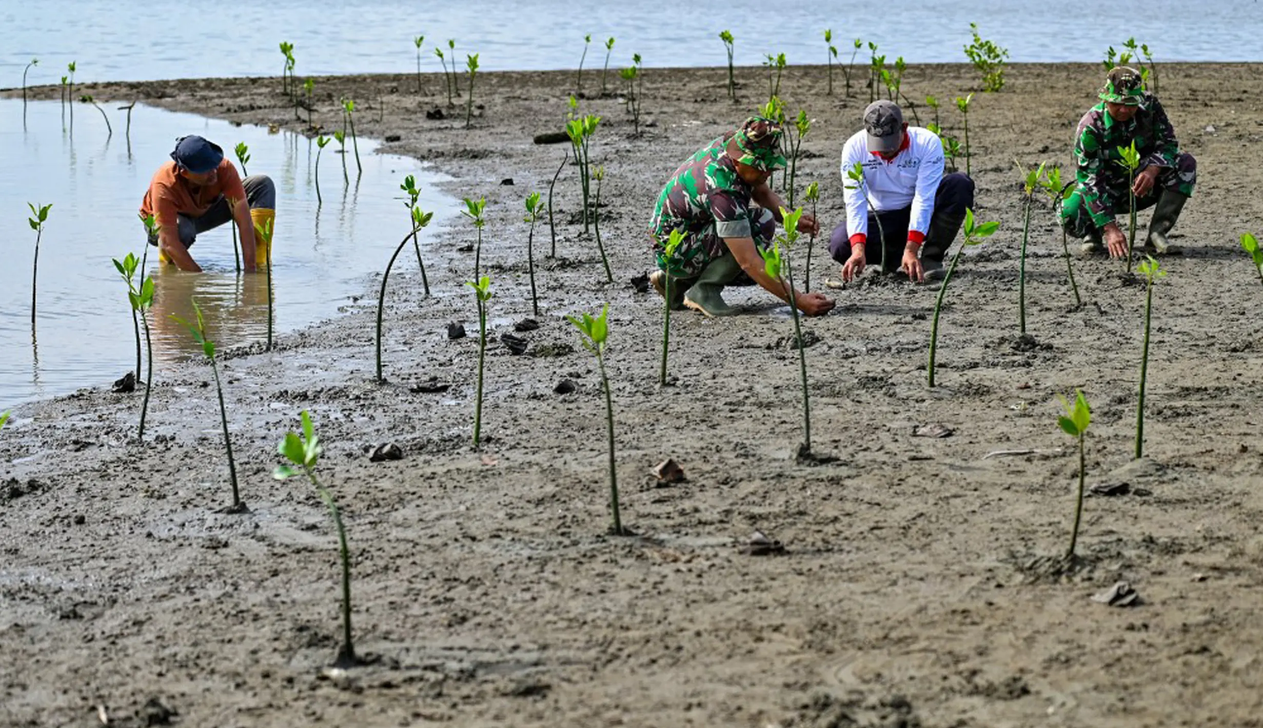 Penanaman Ribuan Bibit Mangrove untuk Pulihkan Ekosistem Hutan Pesisir ...
