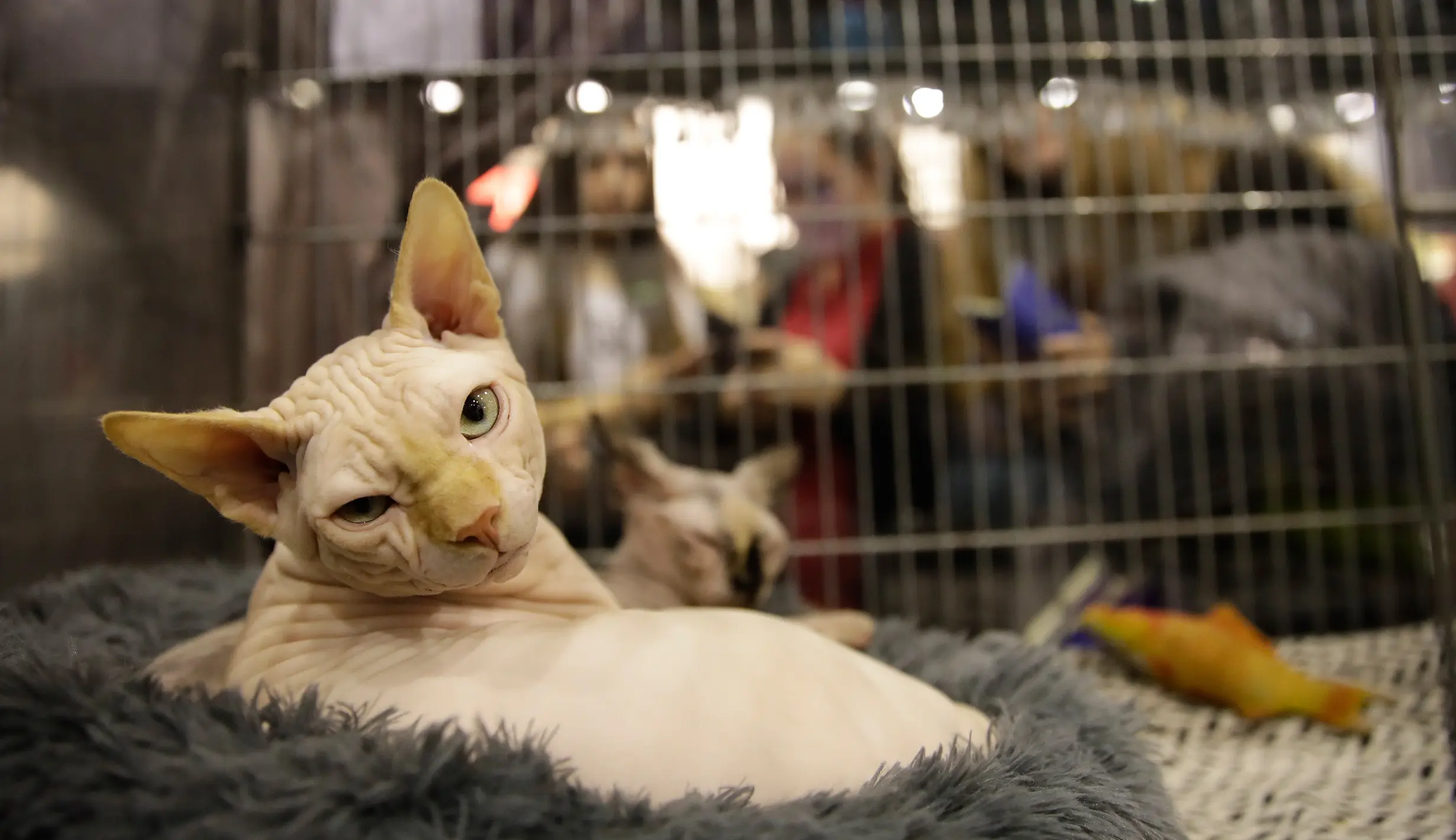 FOTO: Saat Kucing-Kucing Bersaing Jadi Ratu Kecantikan - Foto Liputan6.com