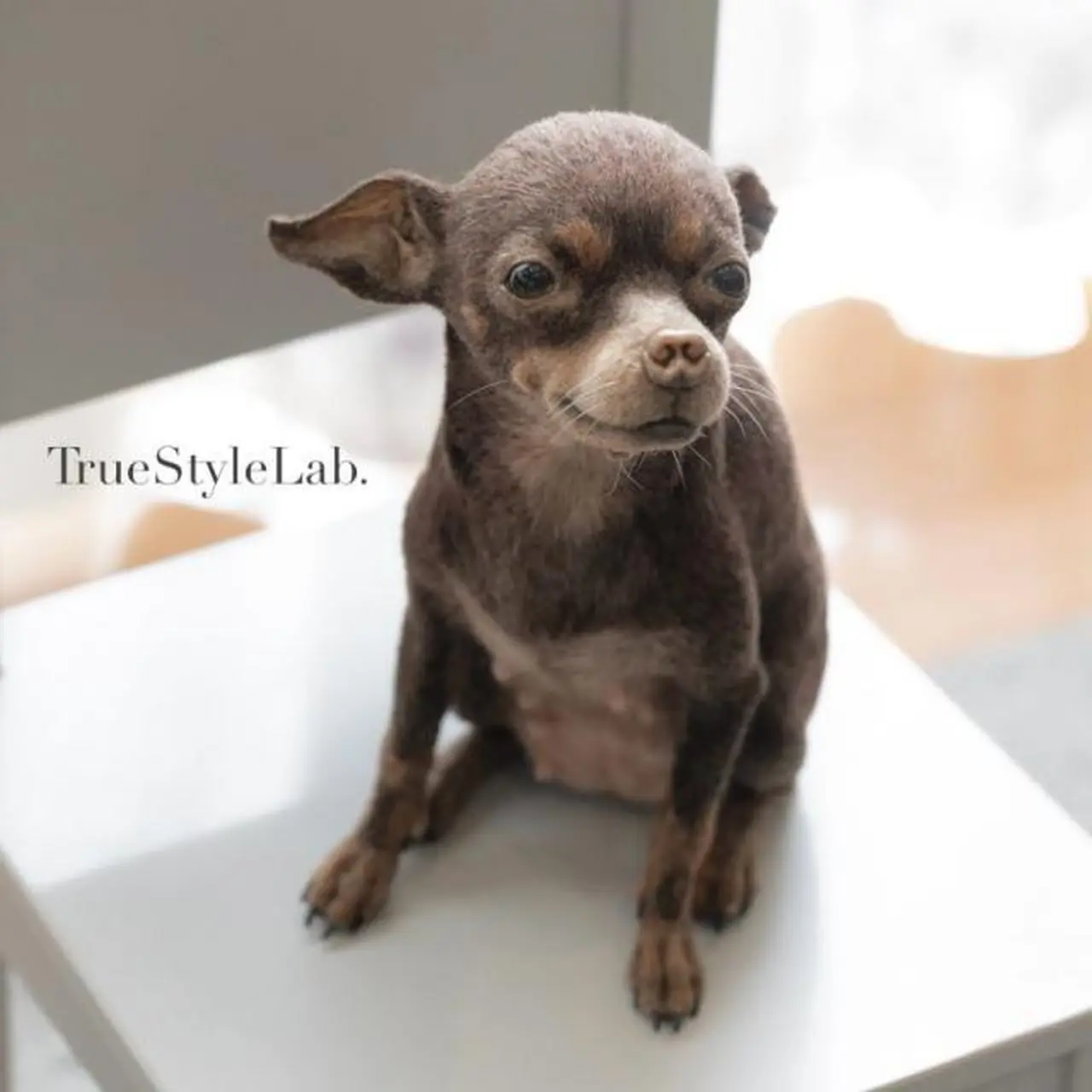 Seniman Jepang Ciptakan Patung Anjing Super Realistis, Butuh 500 Jam ...