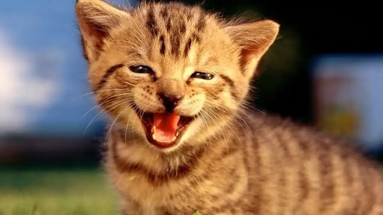 6 Potret Lucu Kucing Saat Tersenyum Ini Bikin Tertawa Sendiri - Hot ...
