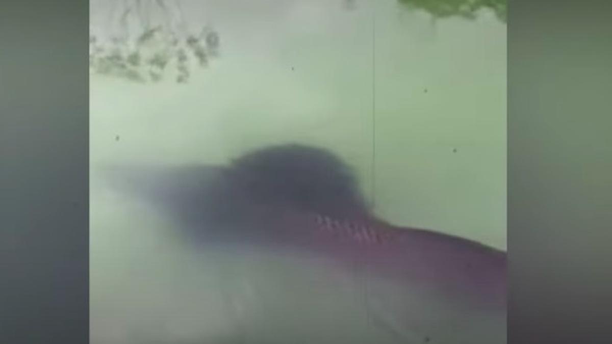 Heboh 8 Ekor Ikan Raksasa Berukuran Bus Muncul di Danau Pakis Lumajang ...