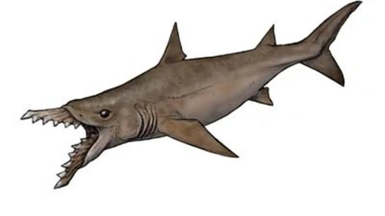 10 Hiu Prasejarah Luar Biasa dengan Bentuk yang Aneh, Menarik ...