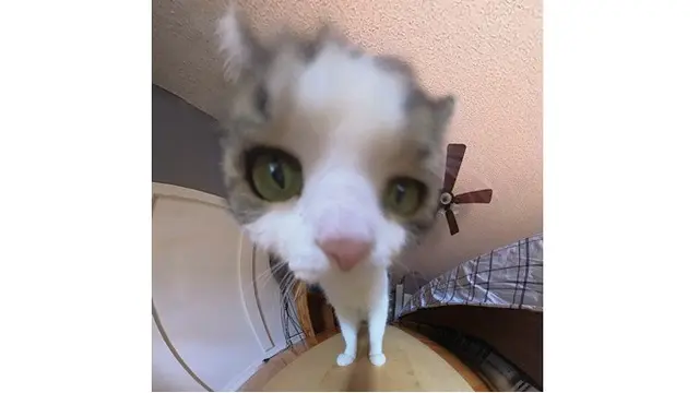 6 Potret Kucing saat Selfie Pakai Kamera 360 Derajat, Gayanya Jadi Konyol