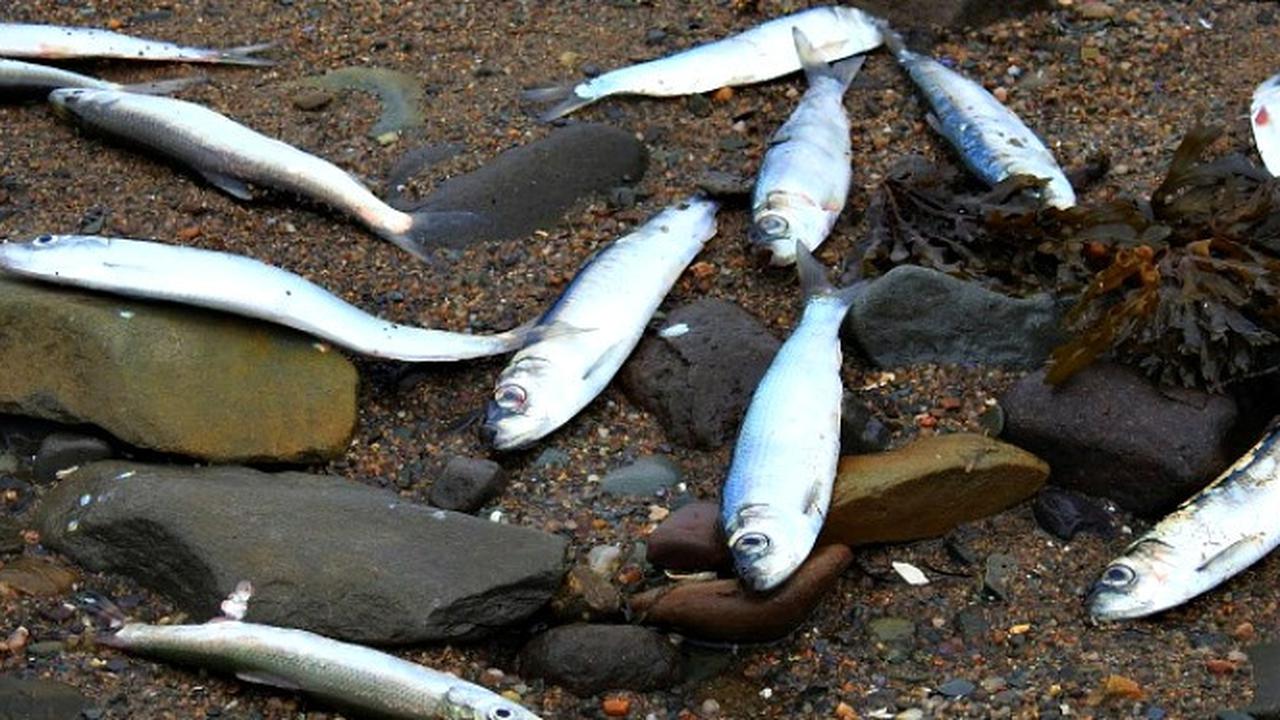 Ratusan Ikan Mati Misterius di Sydney, Fenomena Apa?