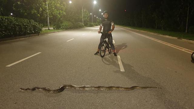 Bak Barikade, 7 Momen Ular Piton Membentang di Jalan Ini Bikin ...