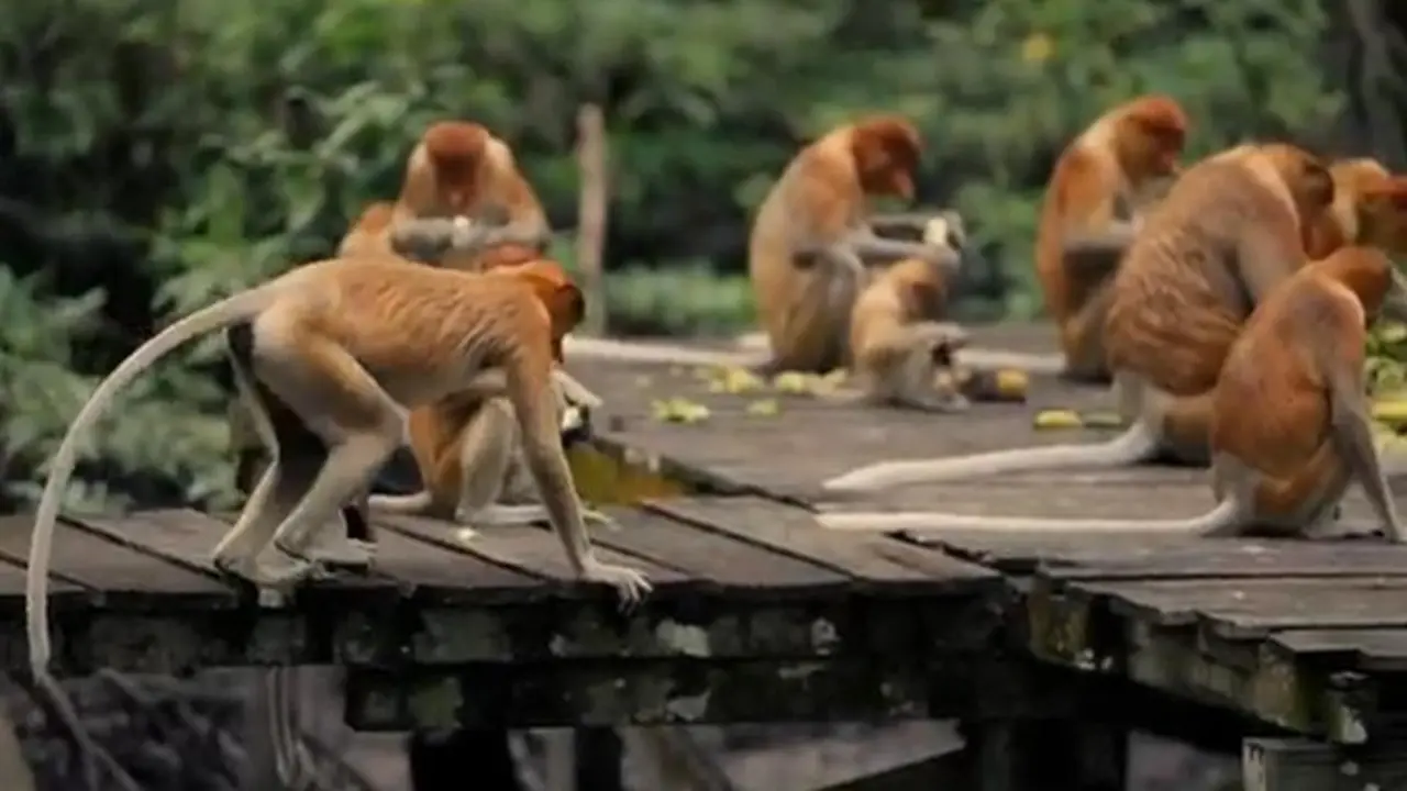 Melihat Kehidupan Bekantan, Primata Langka Pulau Kalimantan di Hutan Kota Tarakan - News ...