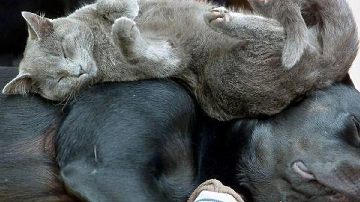 Potret Hangat Persahabatan Kucing Dan Anjing - Photo Fimela.com