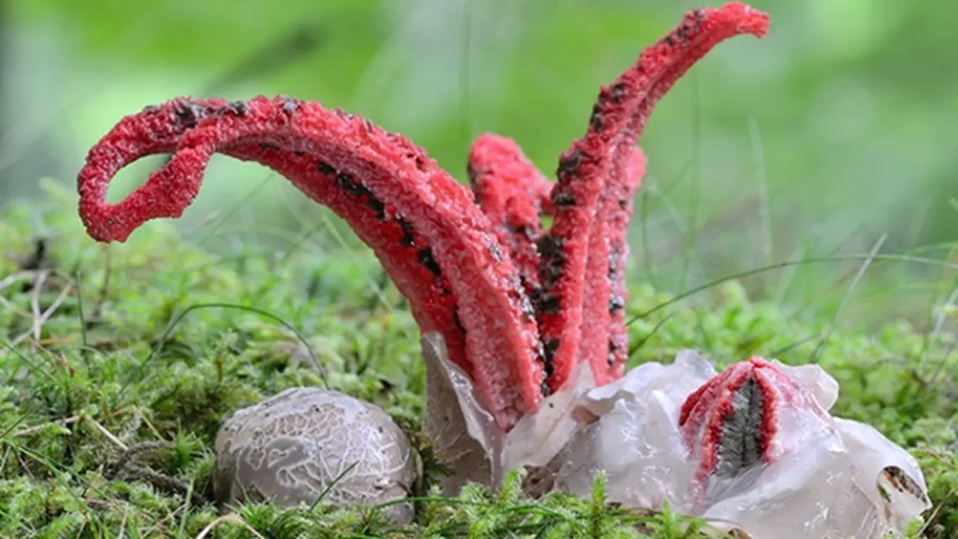 Ngeri.. Jamur Ini Dijuluki Tangan Setan dan Seolah Tumbuh Dari Telur ...