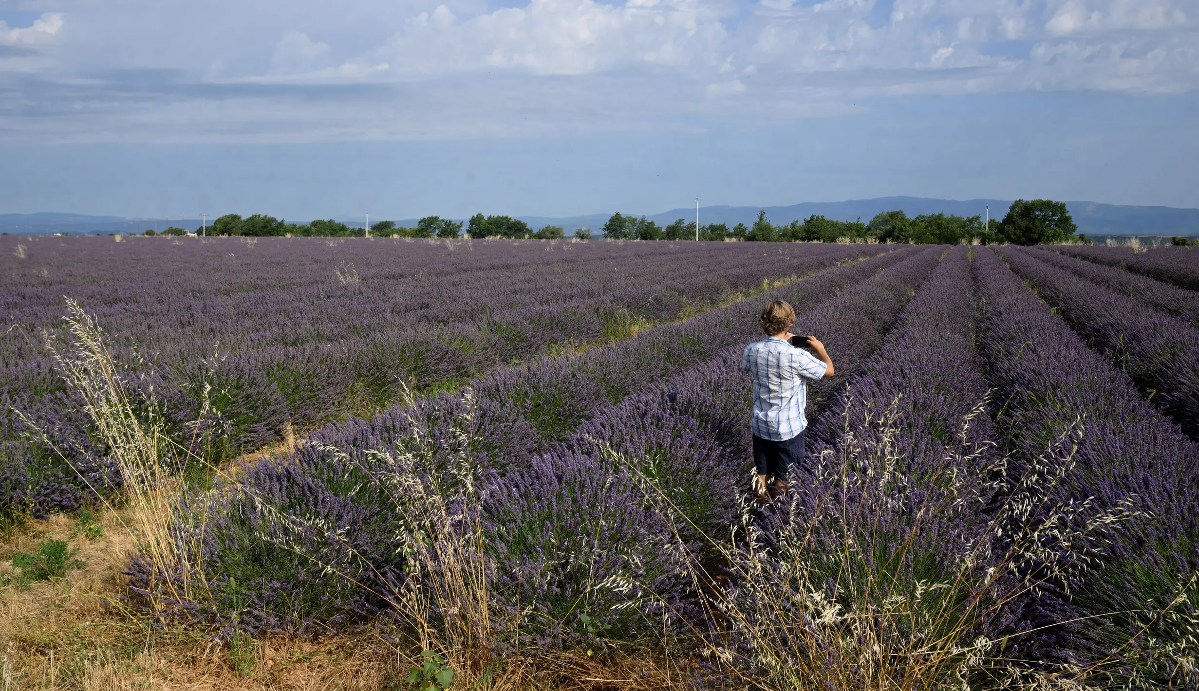 Menatap Cantiknya Hamparan Bunga Lavender di Valensole Prancis - Foto ...