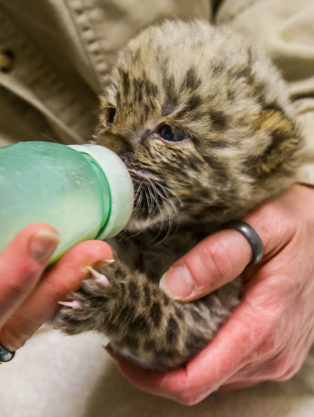 FOTO: Lucu, Dua Anak Macan Amur Langka Lahir di Amerika - Foto Liputan6.com