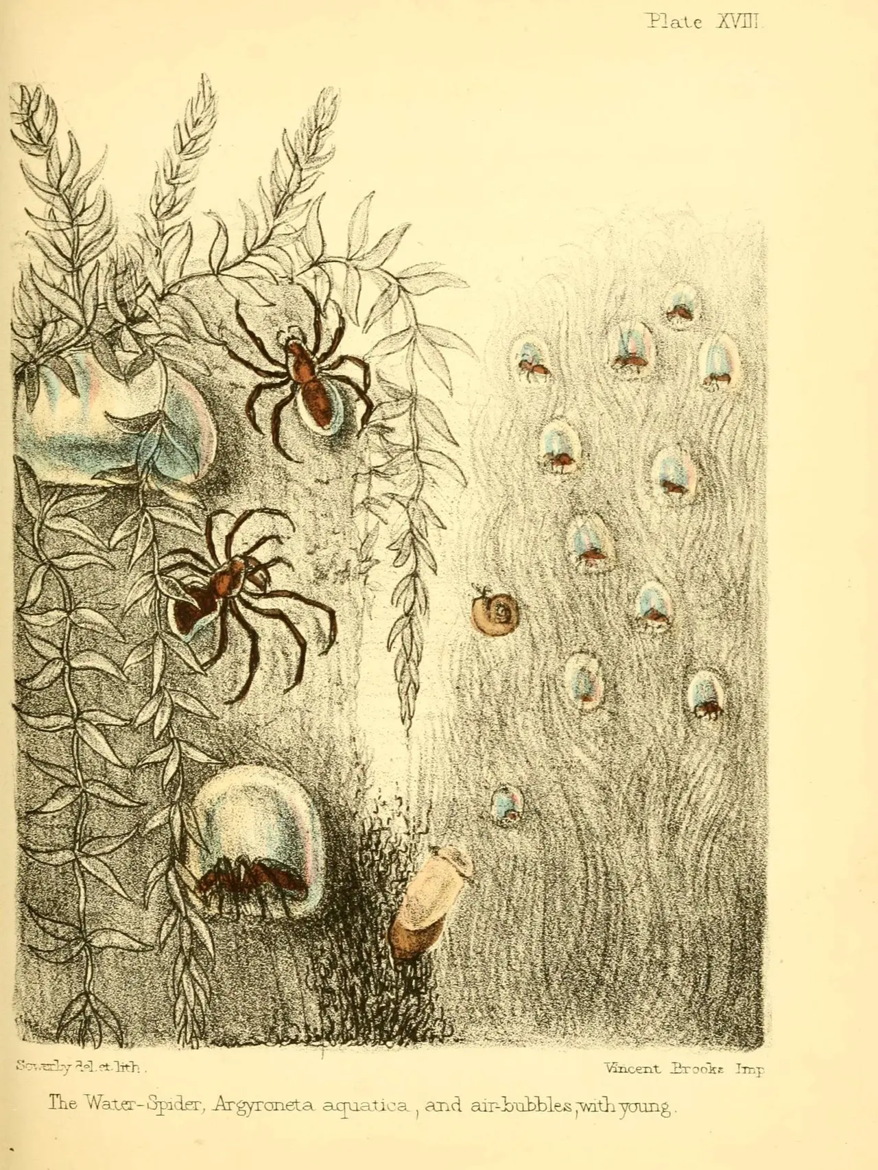 Terinspirasi Laba-Laba, Ilmuwan Ciptakan Zat Pelapis Tetap Kering Meski ...