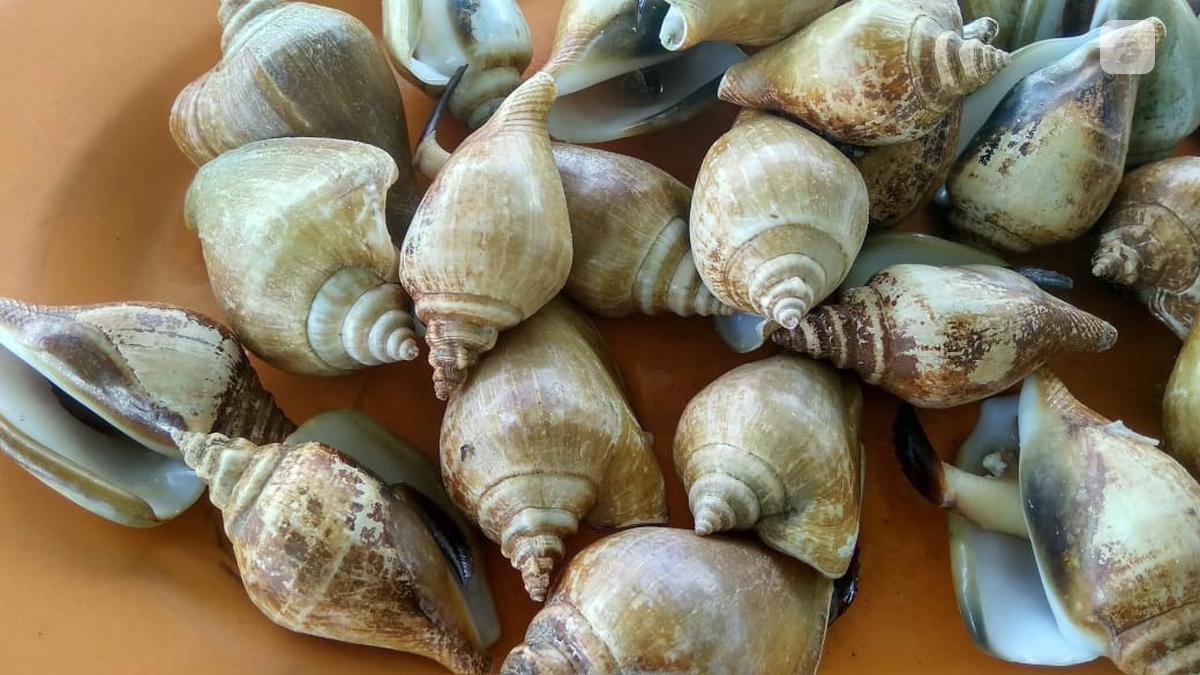 Beli Siput Laut di Pasar, Wanita Ini Malah Temukan Mutiara Oranye ...