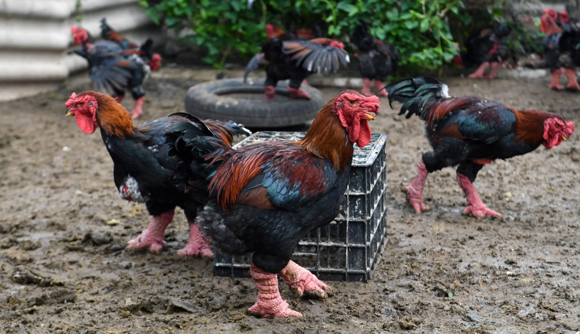 Dong Tao, Ayam Berkaki Besar yang Jadi Sajian Lezat nan Mewah di ...