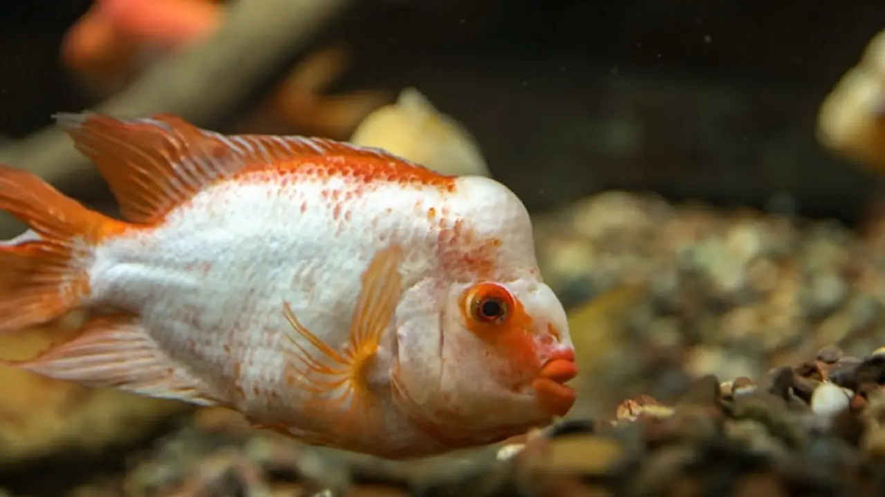 6 Cara Merawat Ikan Louhan, Si Pembawa Keberuntungan di Rumah ...