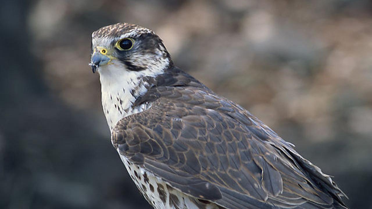 Mengenal Burung Falcon, Simak Fakta Mengejutkan tentang Sang Pemburu ...