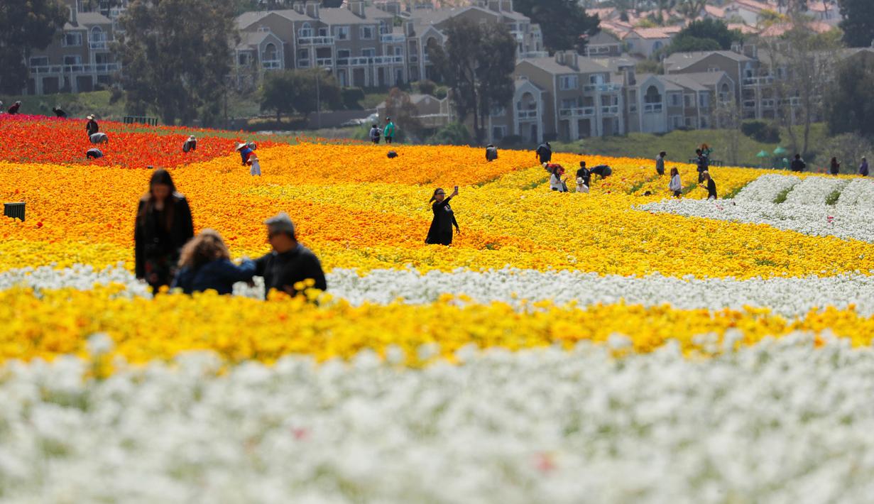 FOTO: Warna-warni Kebun Bunga di California - Foto Liputan6.com