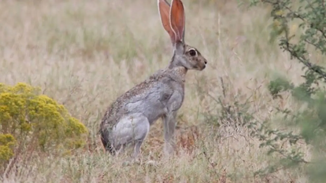 Dari Unta hingga Kadal Berduri, 10 Hewan Gurun Ini Miliki Keunikan Luar ...