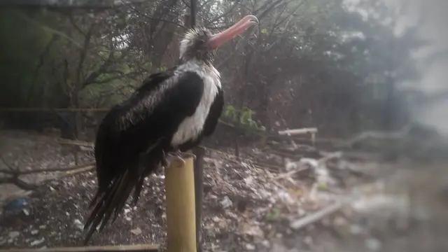 Cikalang Christmas yang Tersangkut Kail Pancing Akhirnya Terbang Bebas ...