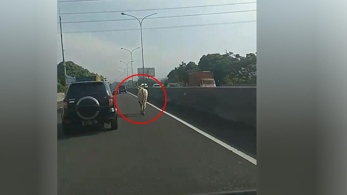 Video Heboh! Sapi Kabur di Jalan Tol - Berita Otosia.com
