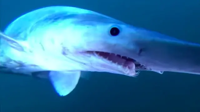 10 Spesies Hiu Laut Dalam yang Menakjubkan dan Jarang Ditemui ...