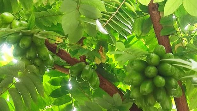 13 Manfaat Daun Belimbing Wuluh untuk Kesehatan, Tingkatkan Imun - Hot Liputan6.com