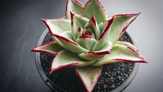 6 Jenis Sukulen yang Mudah Dirawat sebagai Tanaman Hias - Lifestyle ...