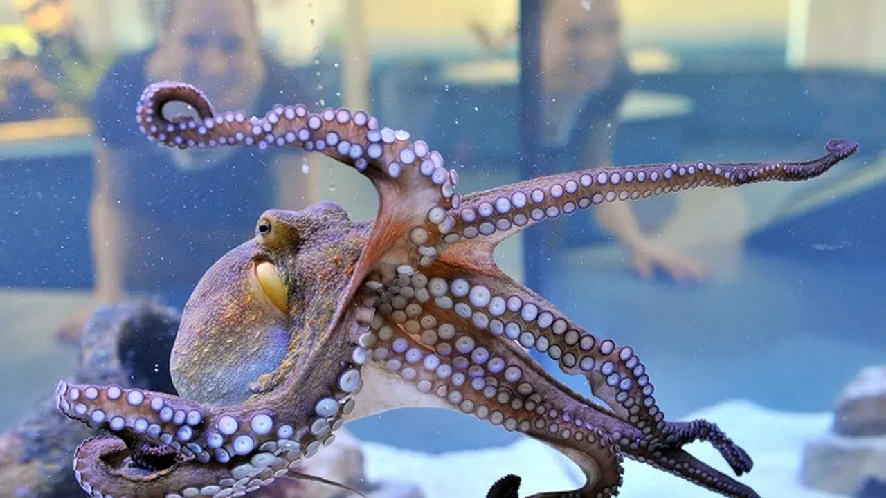 7 Fakta Spongebob Squarepants yang Tak Disadari, Squidward Itu Gurita ...