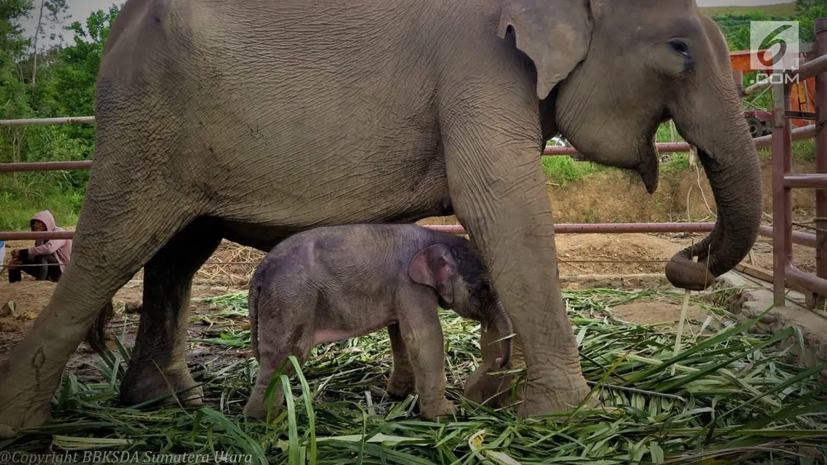 Foto Gajah Sumatera Hari Ini - Foto Terbaru Terkini | Liputan6.com