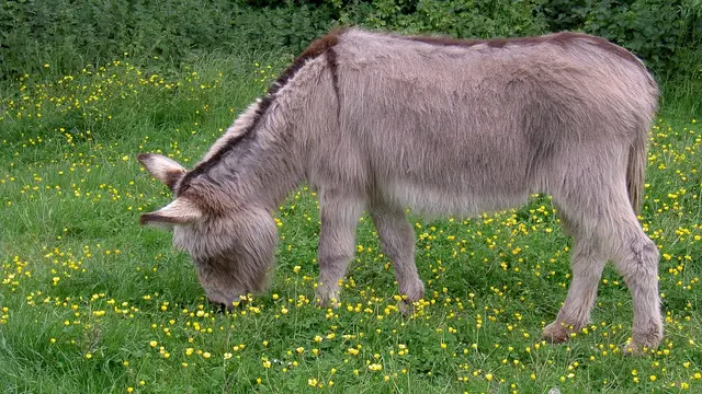 Keledai Liar Afrika Langka Berkaki Belang Seperti Zebra Lahir di Kebun ...