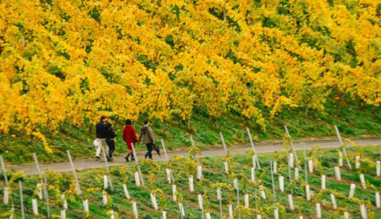 FOTO: Pemandangan Indah Musim Gugur di Konigswinter - Foto Liputan6.com