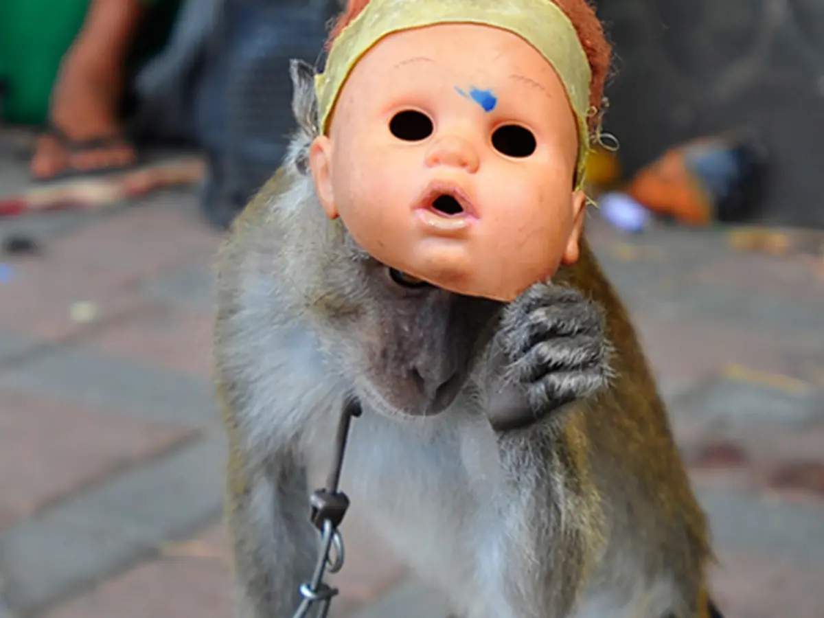 Siluman Monyet Putih