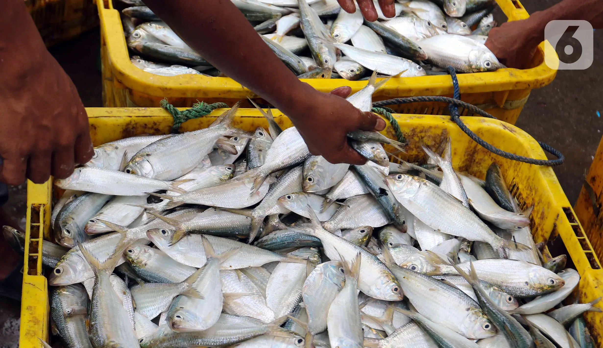 Target Ekspor Komoditas Kelautan dan Perikanan 2023 - Foto Liputan6.com