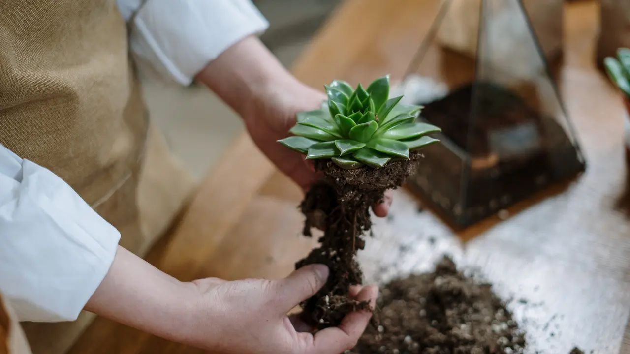 13 Jenis Bunga Hias Kecil, Cocok untuk Pot Mini dan Media Air - Hot ...