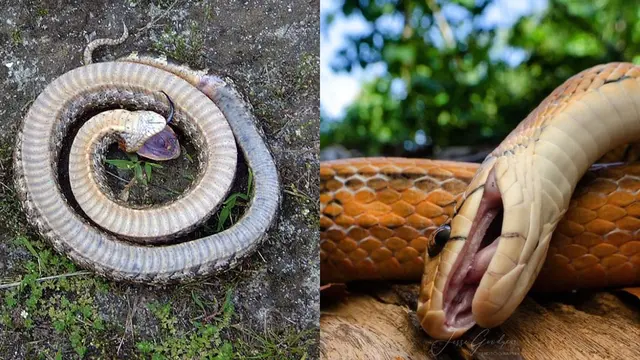 6 Cara Ular Pura-Pura Mati Ini Penuh Akting, Kejang hingga Mulut ...