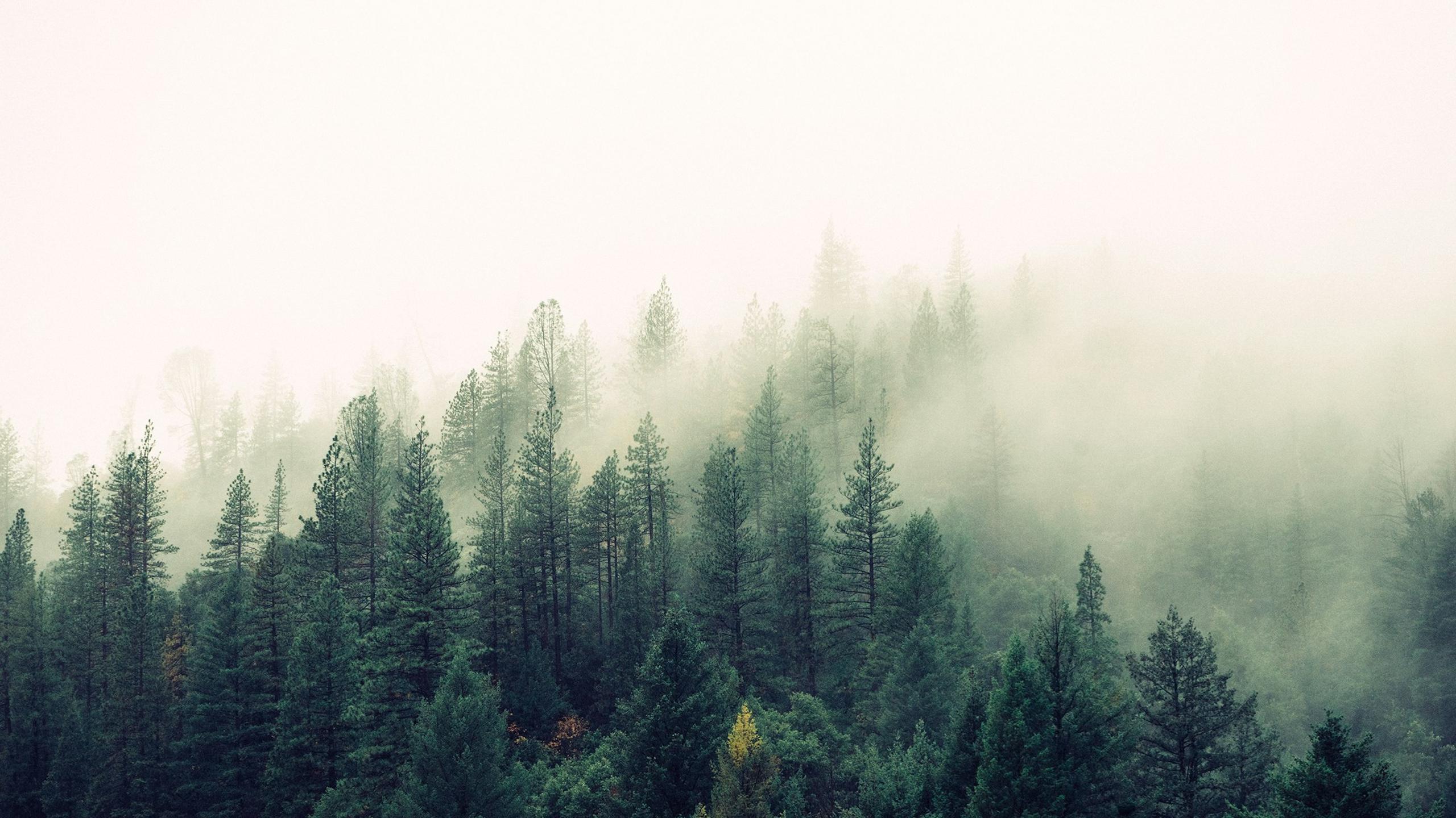 What is Freezing Fog? Extreme Cold Weather Hits the UK and US