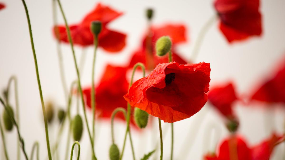 Mengungkap Kepribadian Perempuan Penyuka Bunga Poppy! - Lifestyle ...