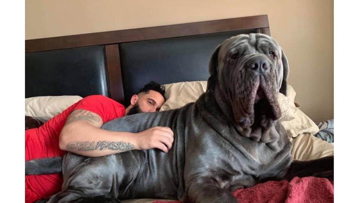 Potret 7 Anjing Berukuran Raksasa Ini Bukannya Lucu Malah Seram