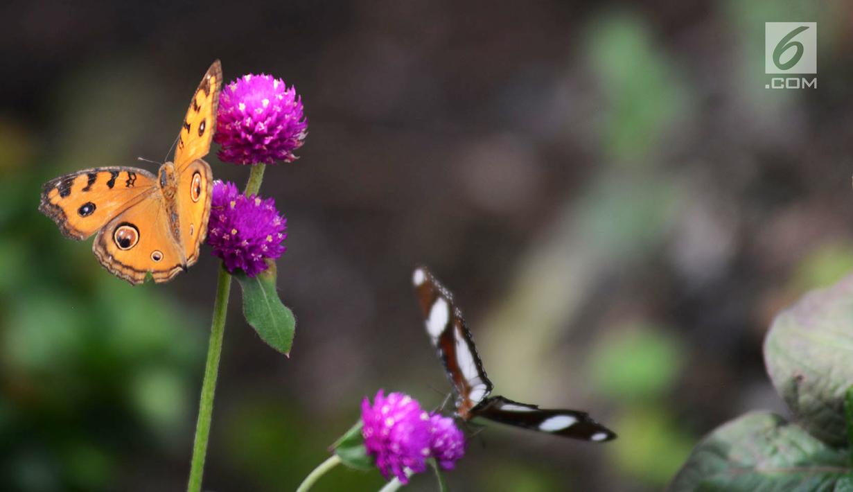 Fantastis 19+ Gambar Taman Bunga Dan Kupu2 - Gambar Bunga Indah