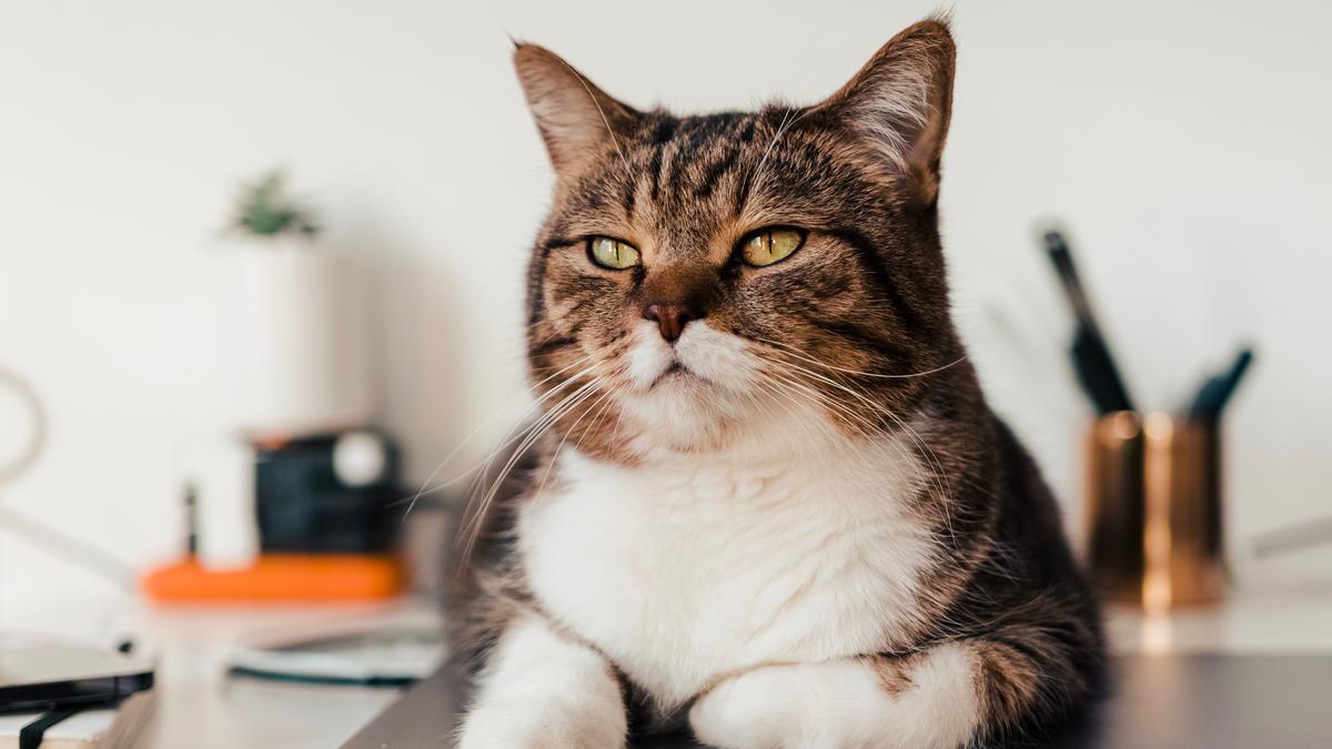 7 Penyebab Kucing Stres yang Bikin Khawatir dan Cara Mengatasinya