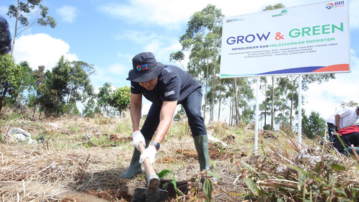 Hijaukan Danau Toba, BRI Peduli “Grow & Green" Tanam 2.500 Bibit Pohon ...