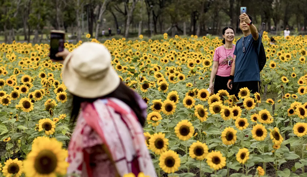 FOTO: Wisata Ladang Bunga Matahari di Bangkok - Foto Liputan6.com