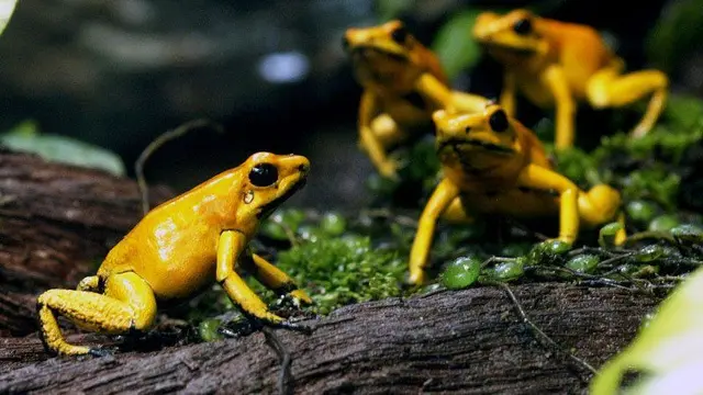 9 Ciri-Ciri Amphibia yang Wajib Diketahui, Beserta Pengertian dan ...