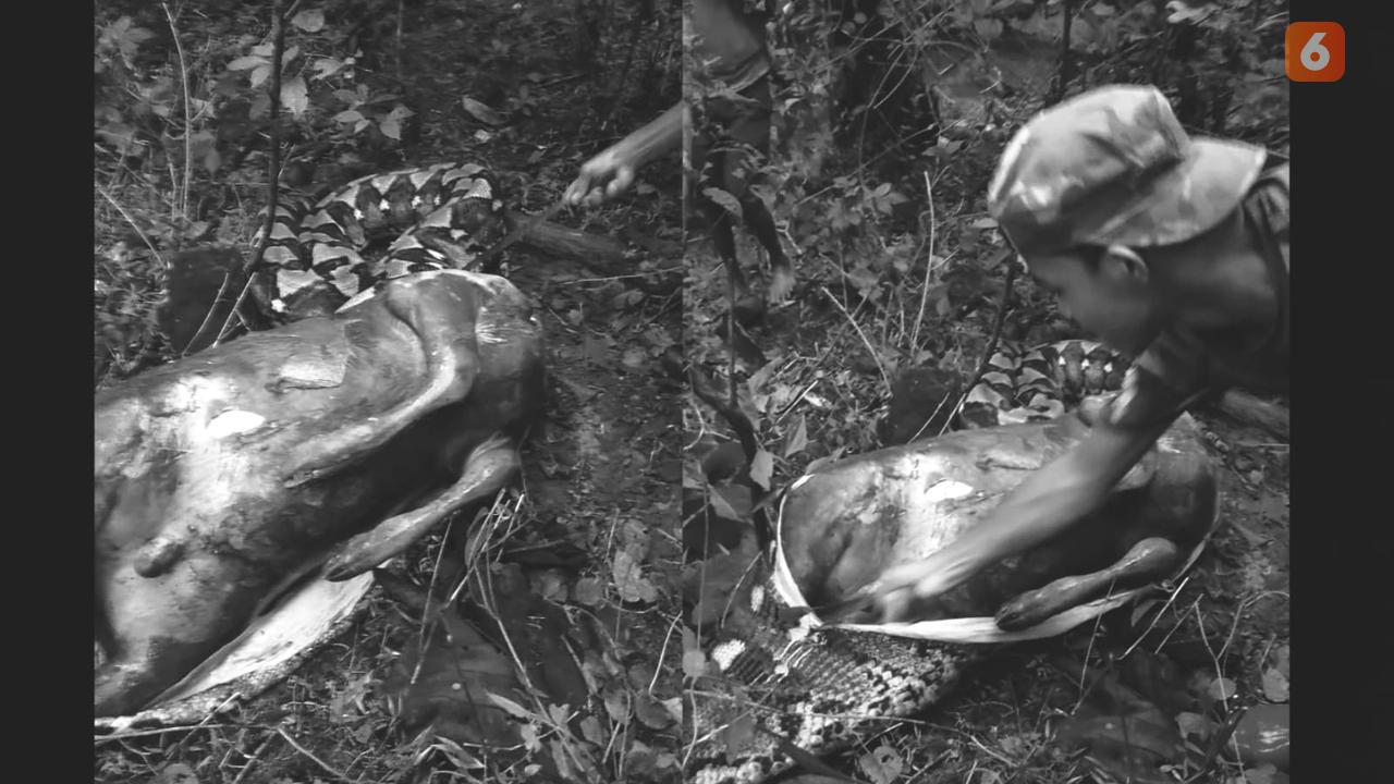 Heboh Ular Piton Berukuran 7 Meter Telan Sapi Utuh di Gowa