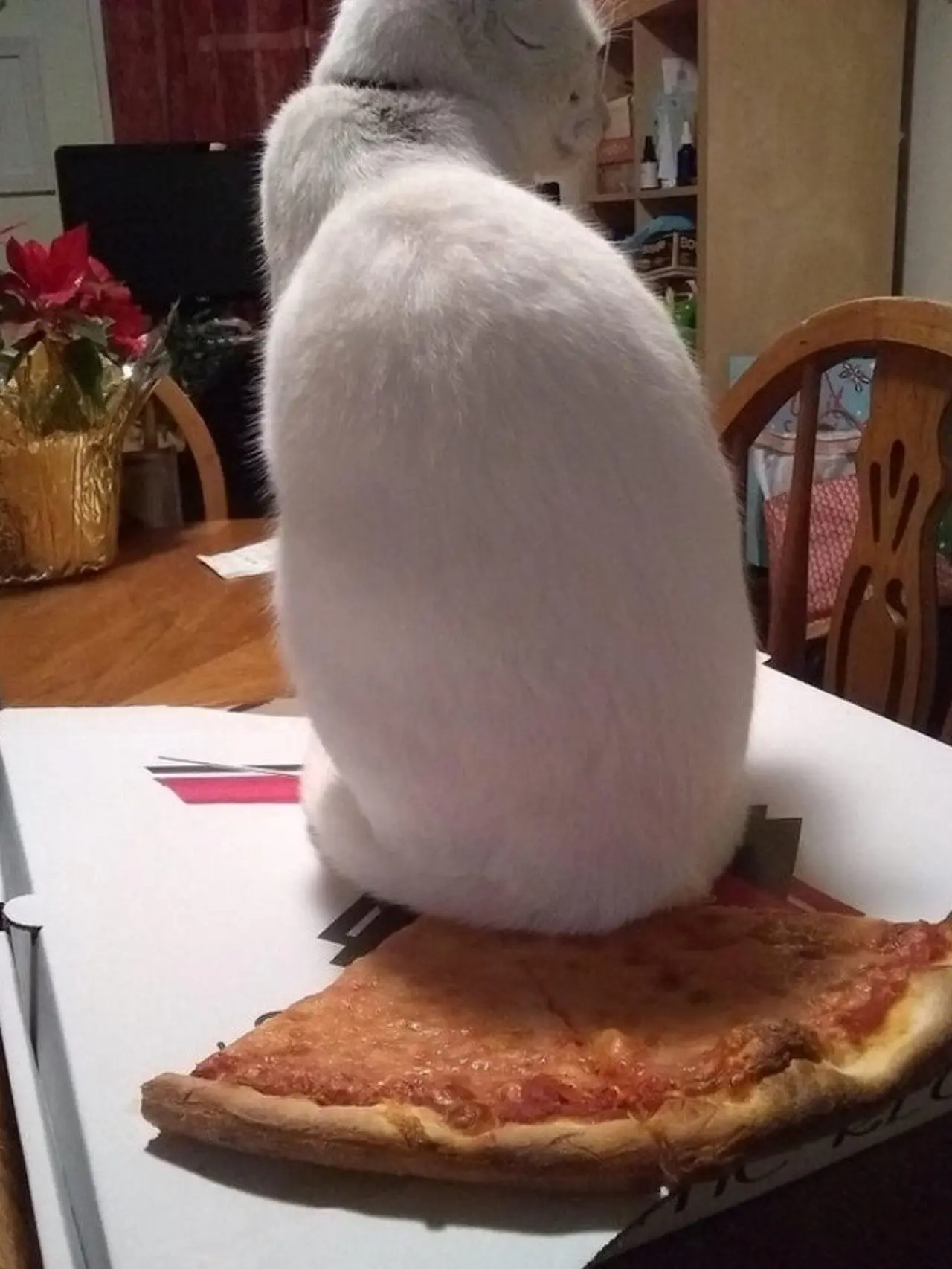 8 Tingkah Nyeleneh Kucing yang Bikin Geleng-Geleng Kepala - Citizen6 ...