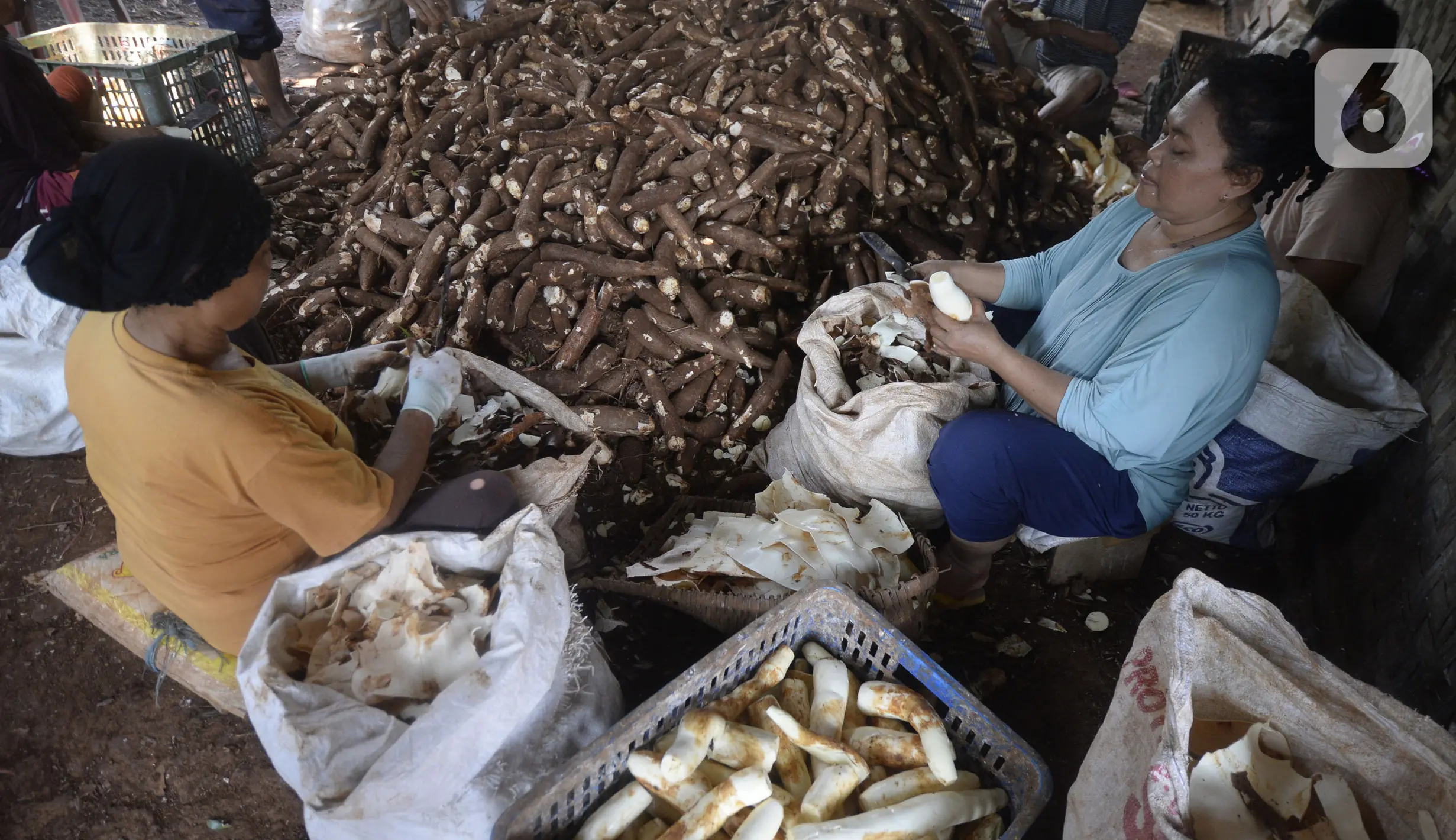 FOTO: Melihat Proses Pembuatan Tape Singkong - Foto Liputan6.com