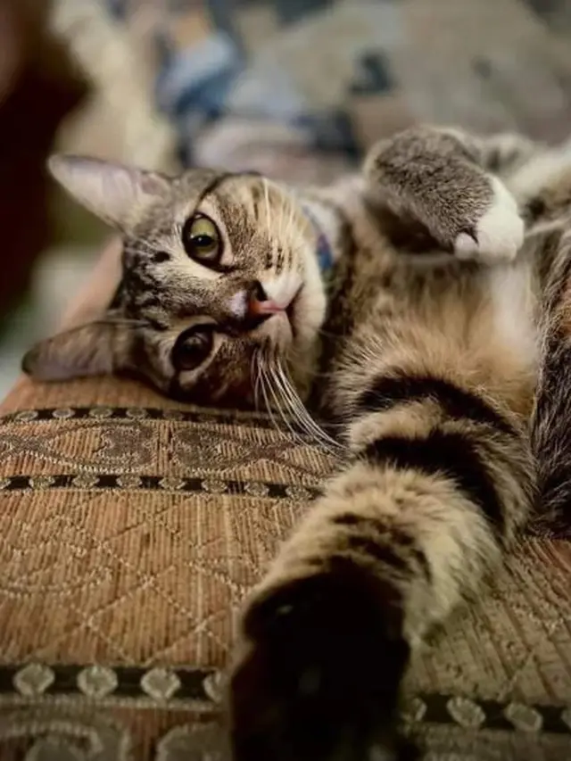 5 Kucing Pemberani Ini Lindungi Pemiliknya dari Ular Kobra yang Masuk ...