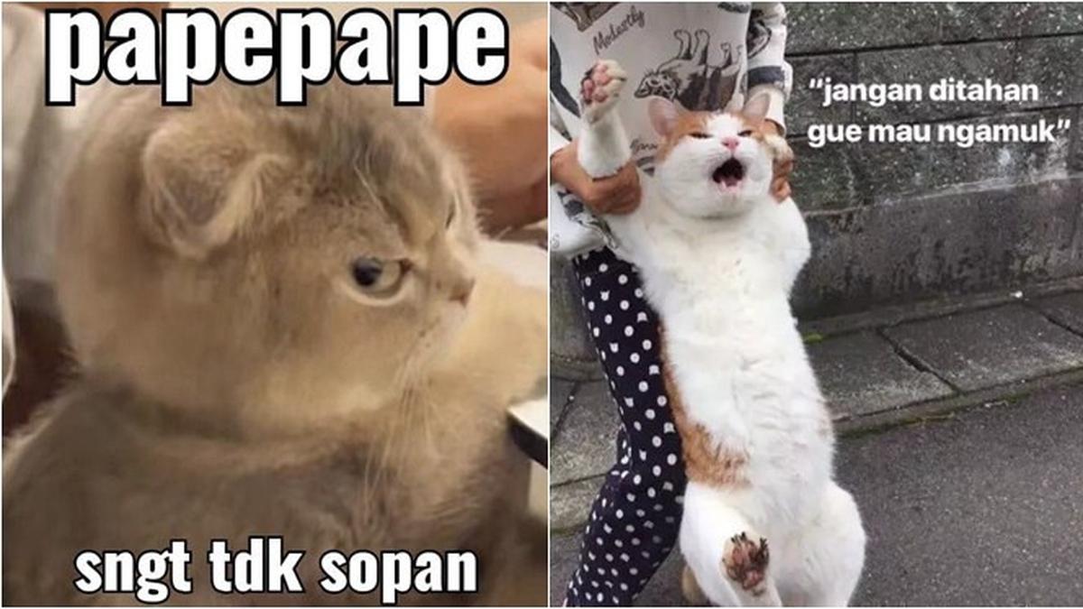 8 Potret Meme Kucing saat Emosi Ini Justru Bikin Gemas - Hot Liputan6.com
