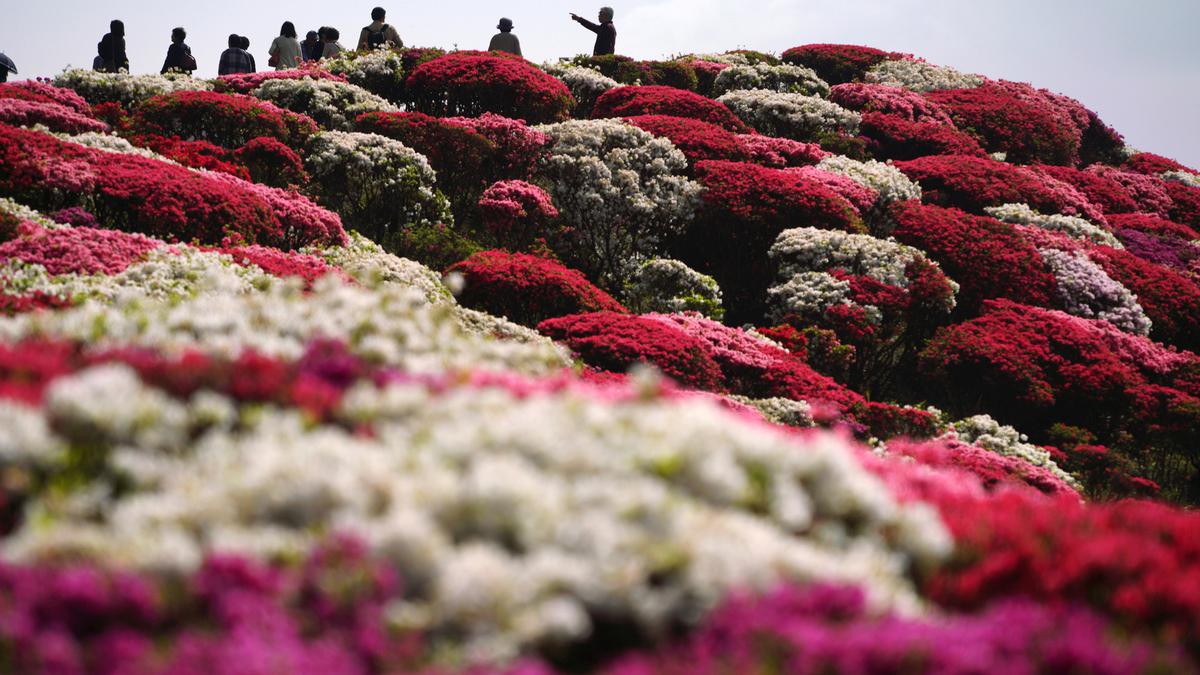 FOTO: Memesona, Hamparan Bunga Azalea Mengelilingi Taman di Jepang ...