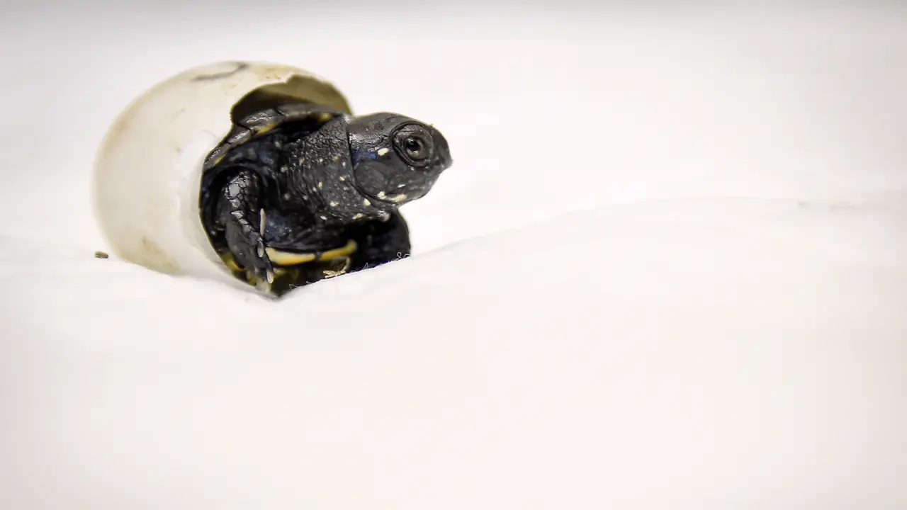 Kura-Kura Berkembang Biak dengan Cara Apa? Ini Penjelasannya - Hot Liputan6.com