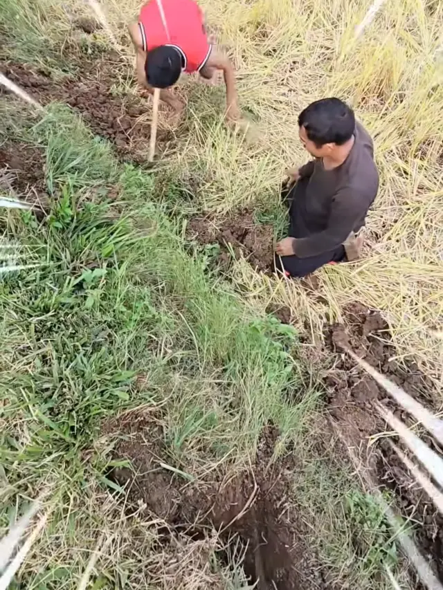 7 Potret Aksi Betrand Peto Berburu Tikus di Kampung, Pegang Segepok Enggak Geli - Hot Liputan6.com